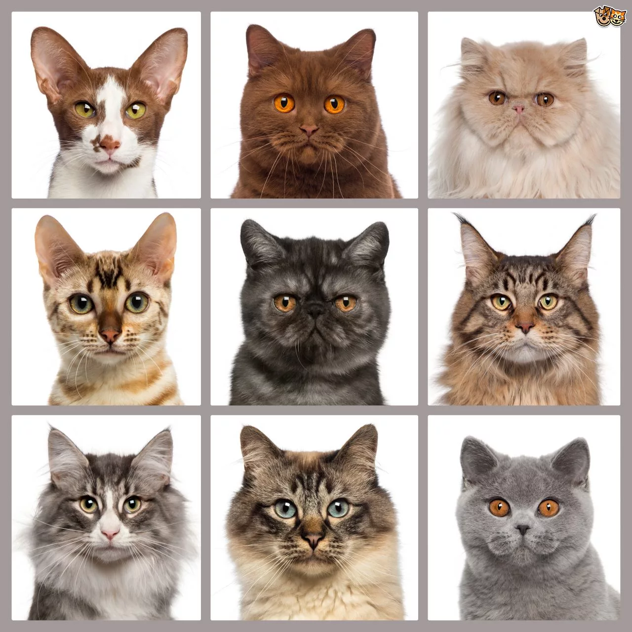 Adopting Your Ideal Cat: Best Breeds & Top Picks for First-Time Owners ...