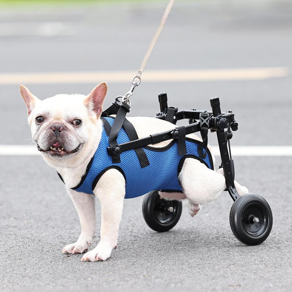 Disabled Pet Aids & Therapy: Wheelchairs, Rehab and Vision & Hearing ...