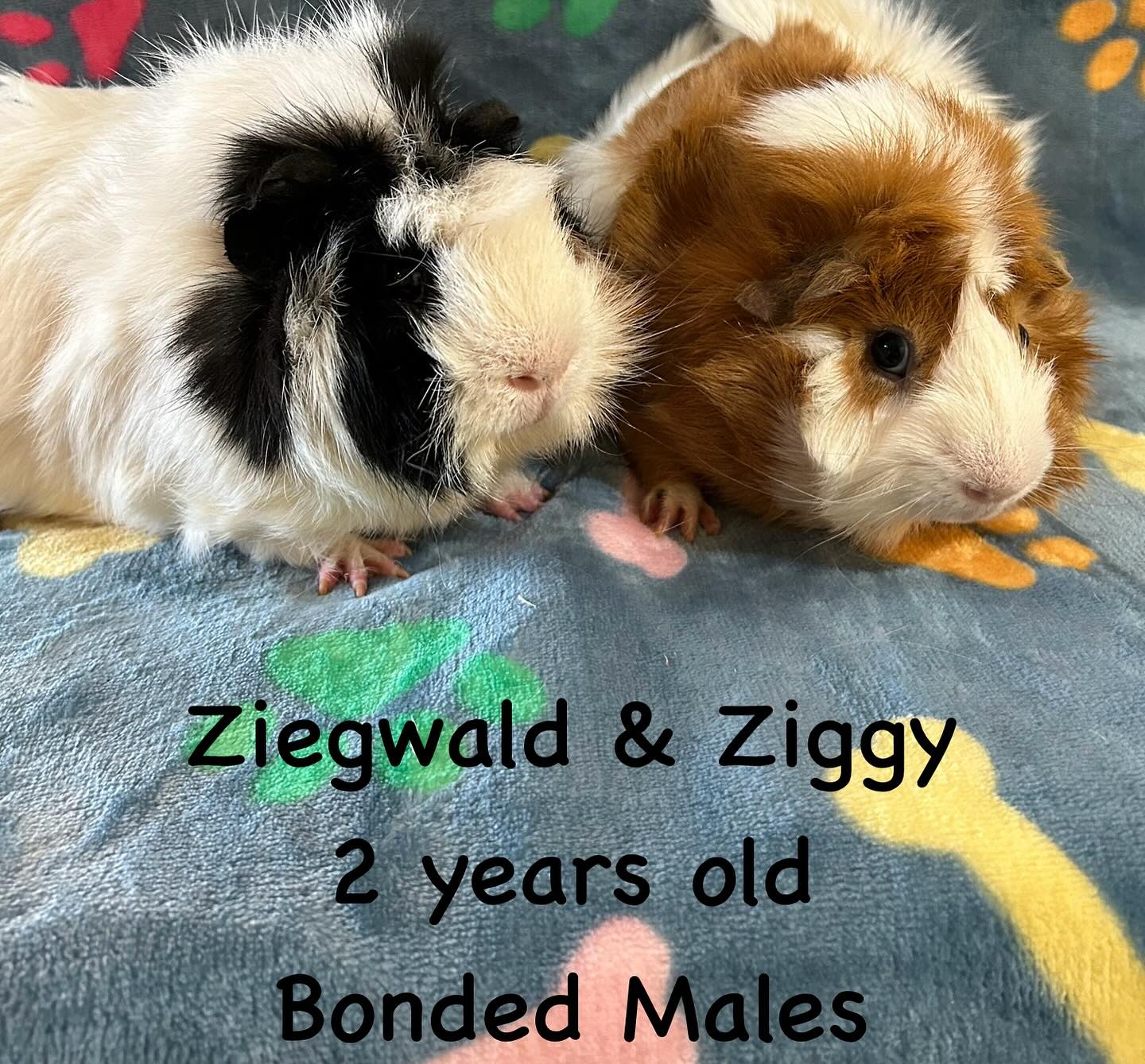 Abyssinian Guinea Pig Adoption Guide & Costs: Find Rare, Friendly ...