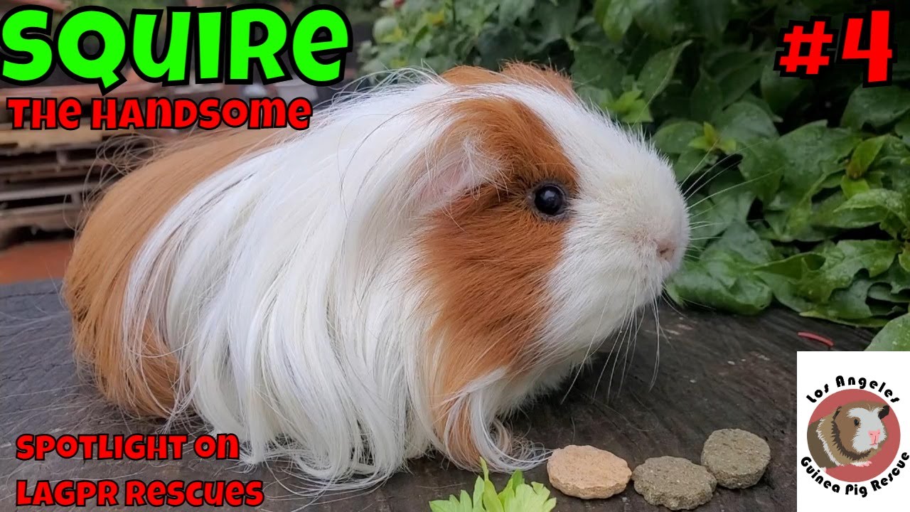 Coronet Guinea Pig Adoption: Lifespan, Rarity & Temperament Compared to ...