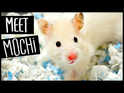 Syrian Golden Hamster Adoption Guide: Prices, Rescue Groups & Rarity ...