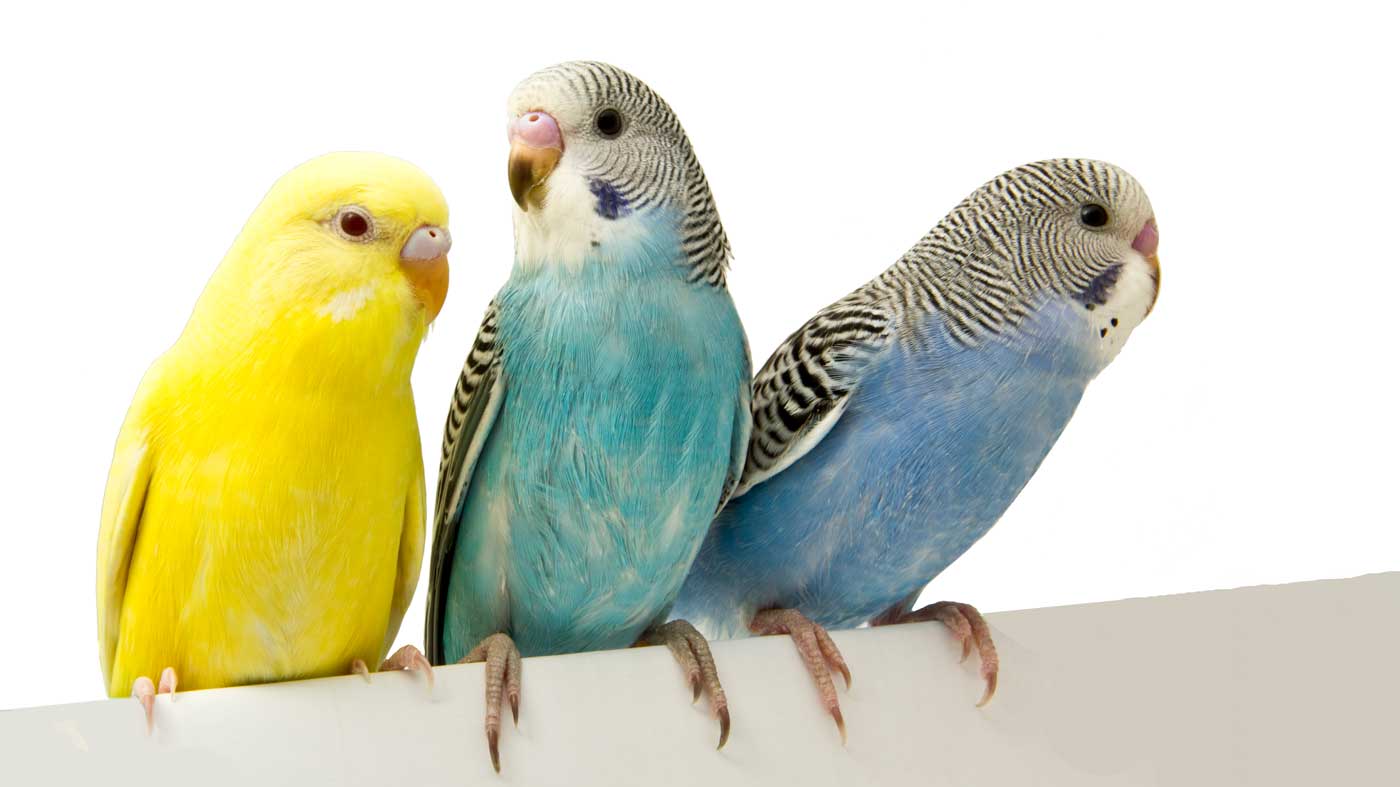 How to Adopt a Canary: Cost, Care, Bonding & Toys - Rescues R Super