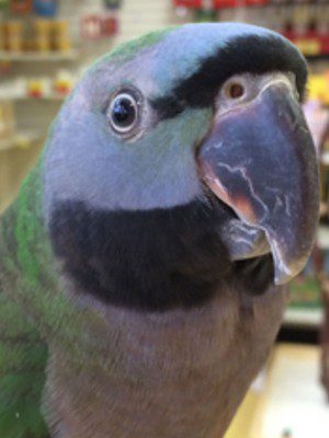 Lord Derby Derbyan Parakeet Rescue Adoption: Care, Size & Breeding Age ...