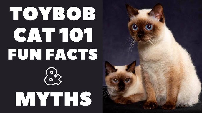 Toybob Cat vs Other Breeds Adoption Guide: Rarity, Cost, Health ...