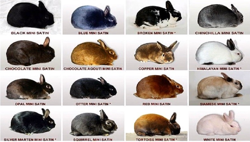 Mini Satin vs Satin Rabbit Adoption: Origins, Size, Breeding & Care ...
