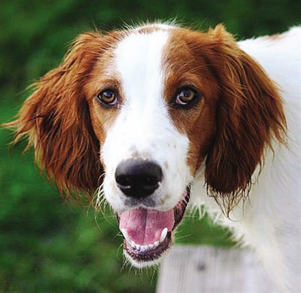 Irish Red & White Setter Family & 1st Timer Guide: Rarity, Cost, Pros ...