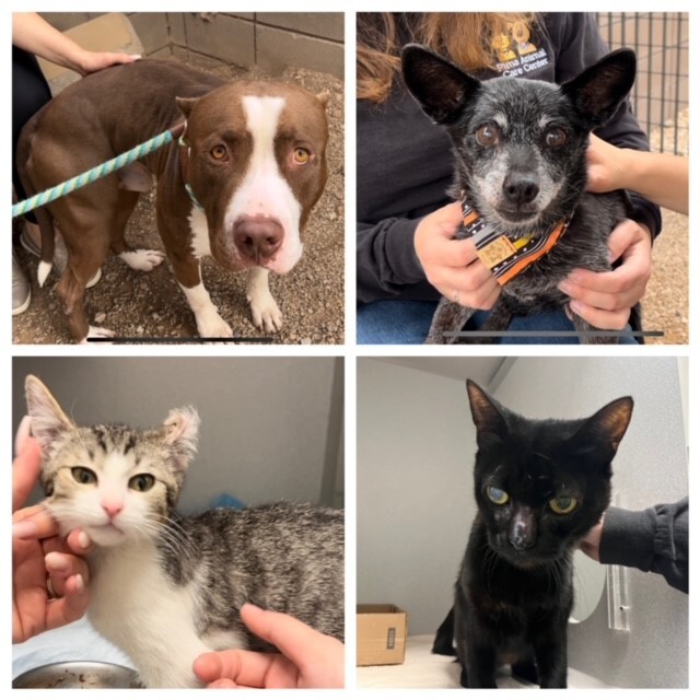 Dog & Cat Adoption Journey: How Shelters, Rescue Groups & Responsible ...