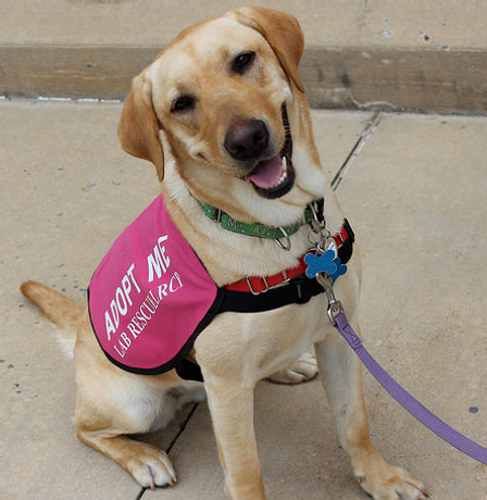 Labrador Retriever Pros & Cons: Shedding, Ideal Lifestyle, Colors ...