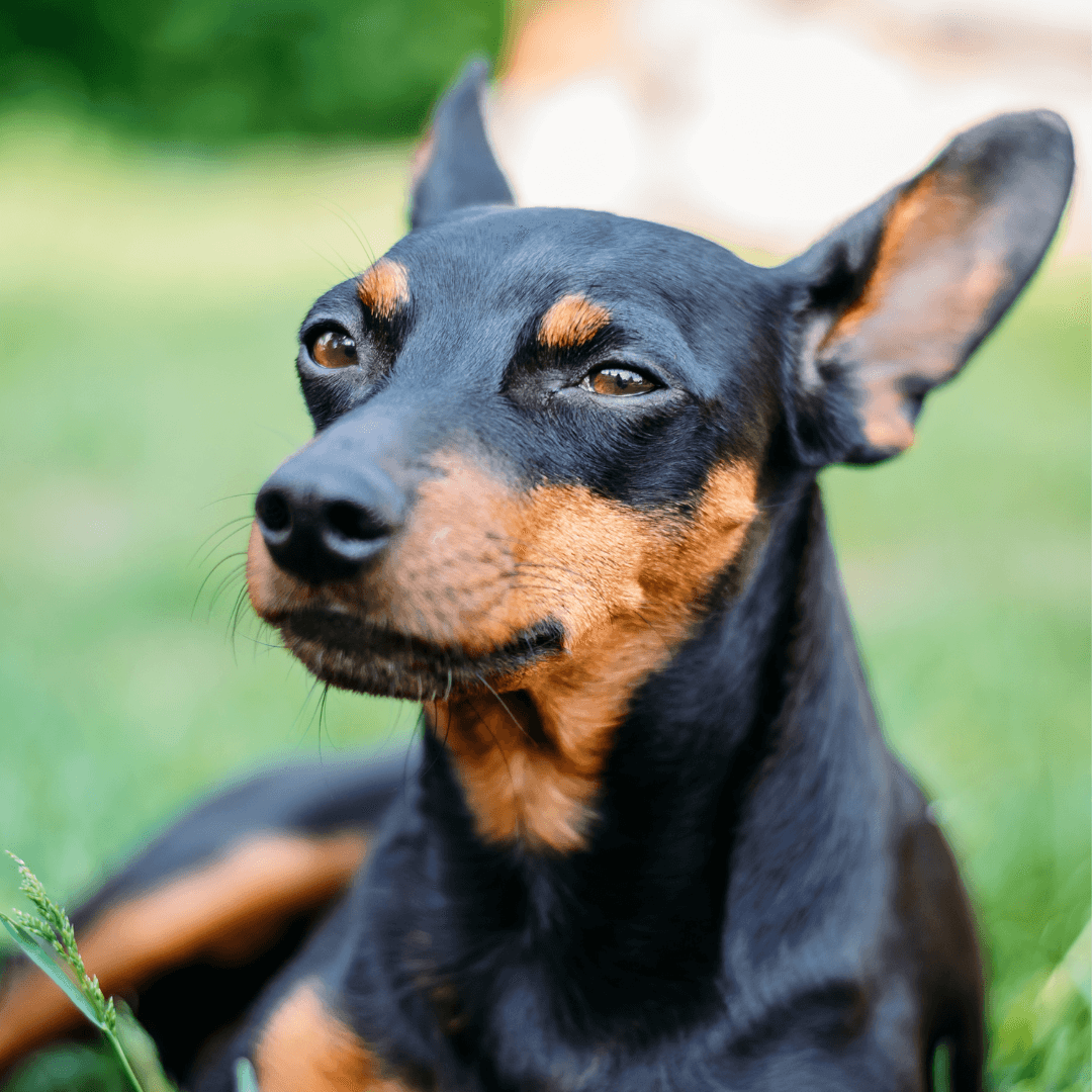 Miniature Pinscher Guide: History, Cost & Training | Protective Family ...