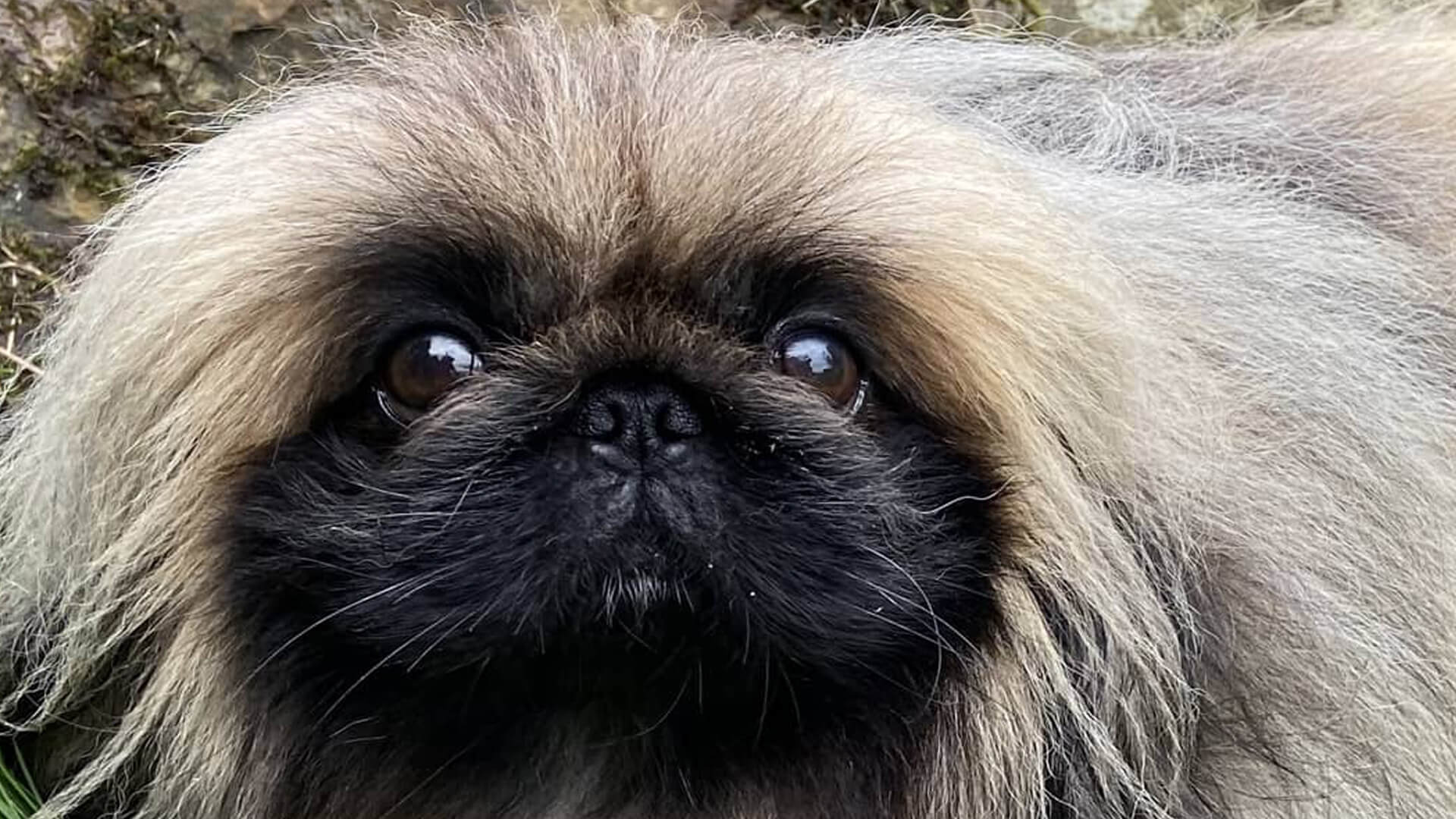 Pekingese Ancient Companion Dog: Royal History, Cost, Personality ...